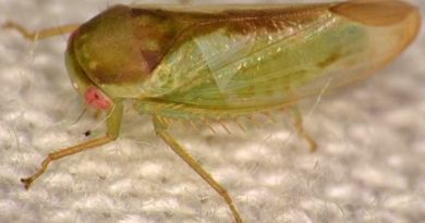 Seven New Frog-Like Insect Species Found in Uganda – Chennaionline